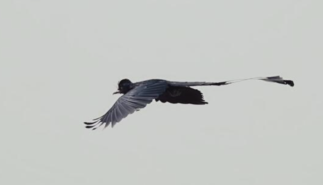 Rare Sighting: Greater Racket-Tailed Drongo Spotted for First Time in ...